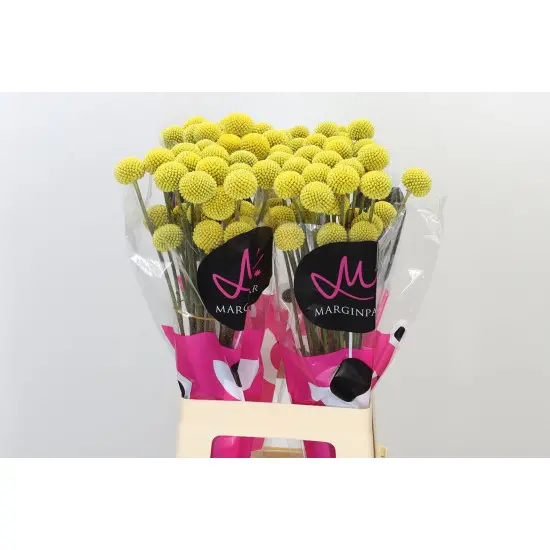 HongkongCraspedia globosa